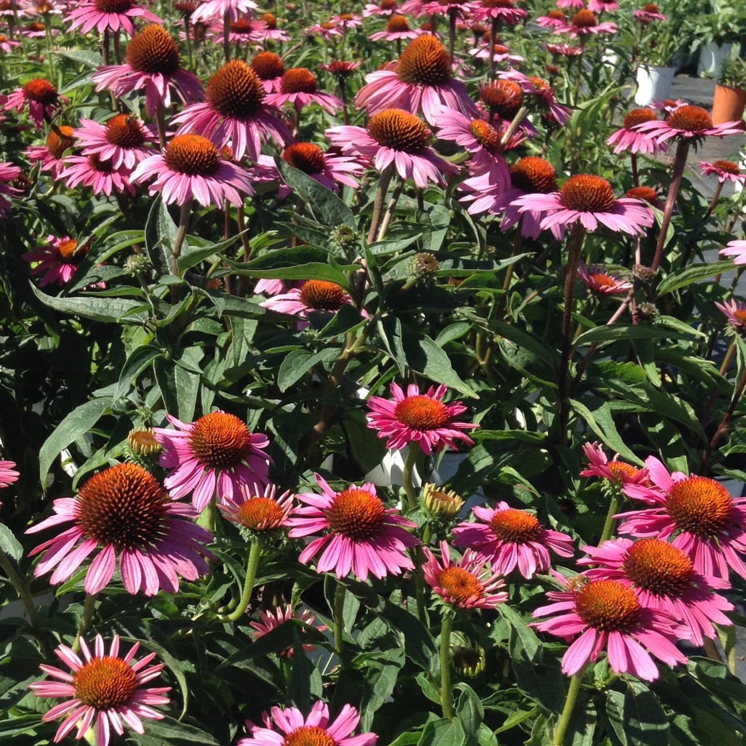 Echinacea purpurea ‘Magnus Superior’ – Multiplants
