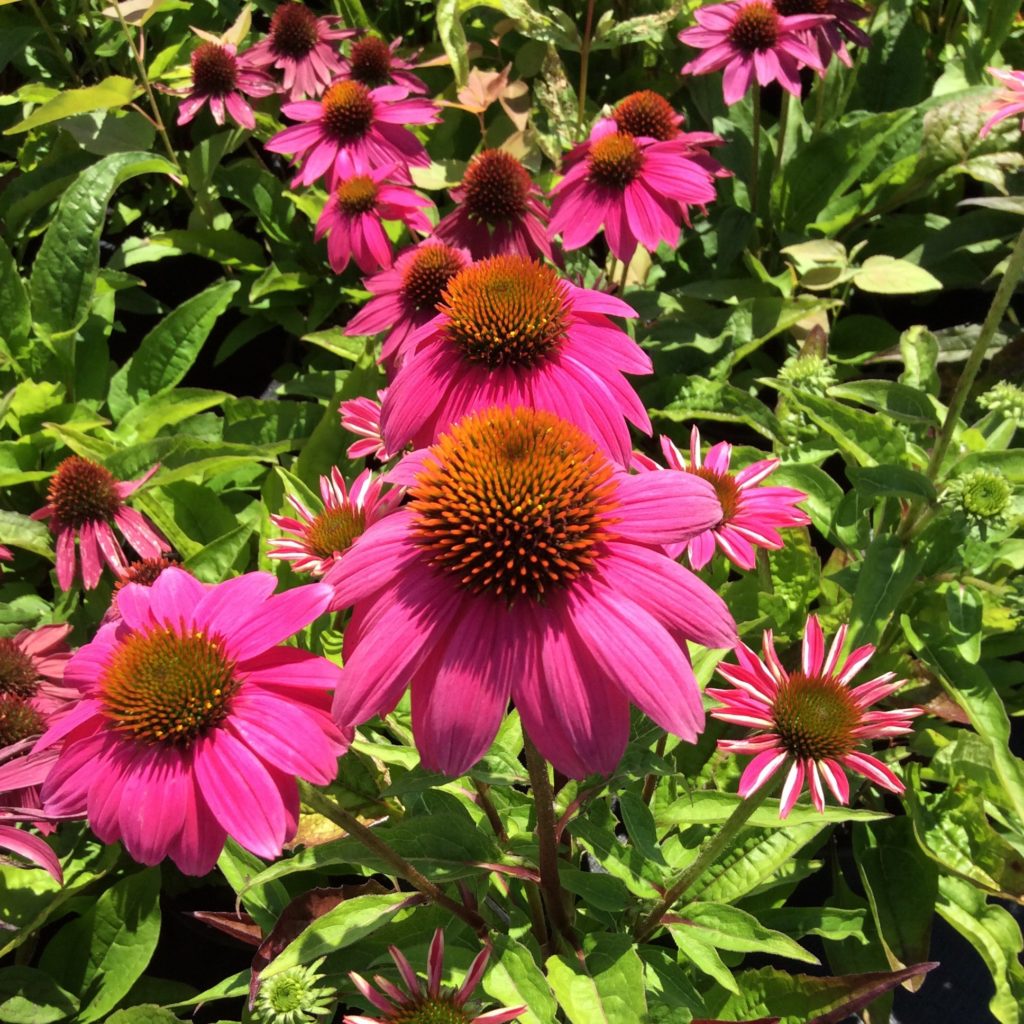 Echinacea 'Powwow Wild Berry' - Multiplants