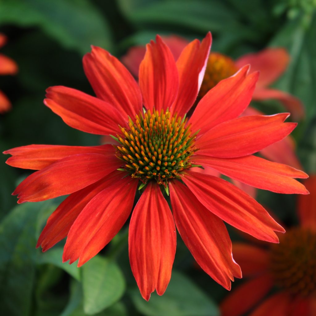 Echinacea ‘Sombrero Salsa Red’ – Multiplants