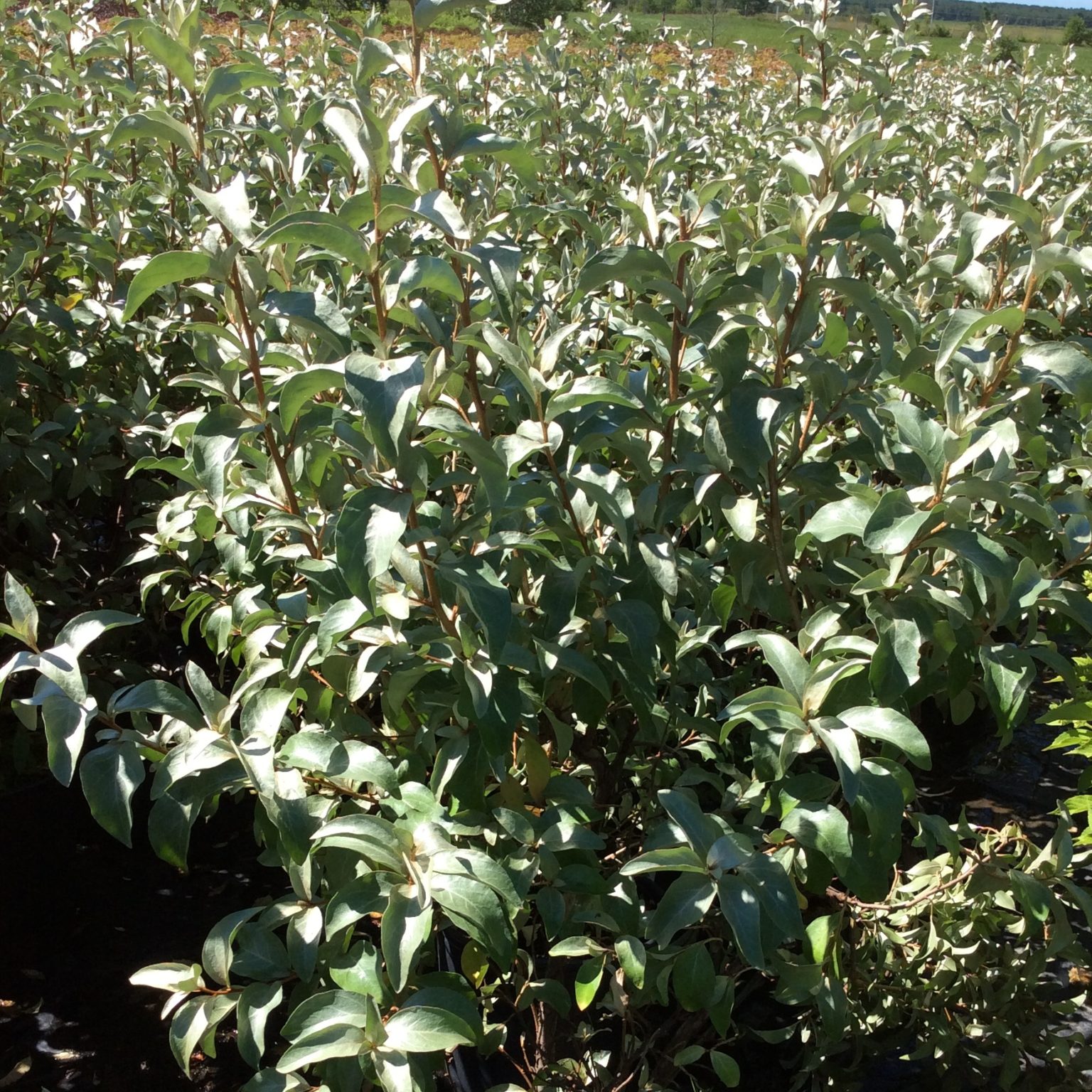 Elaeagnus commutata – Multiplants