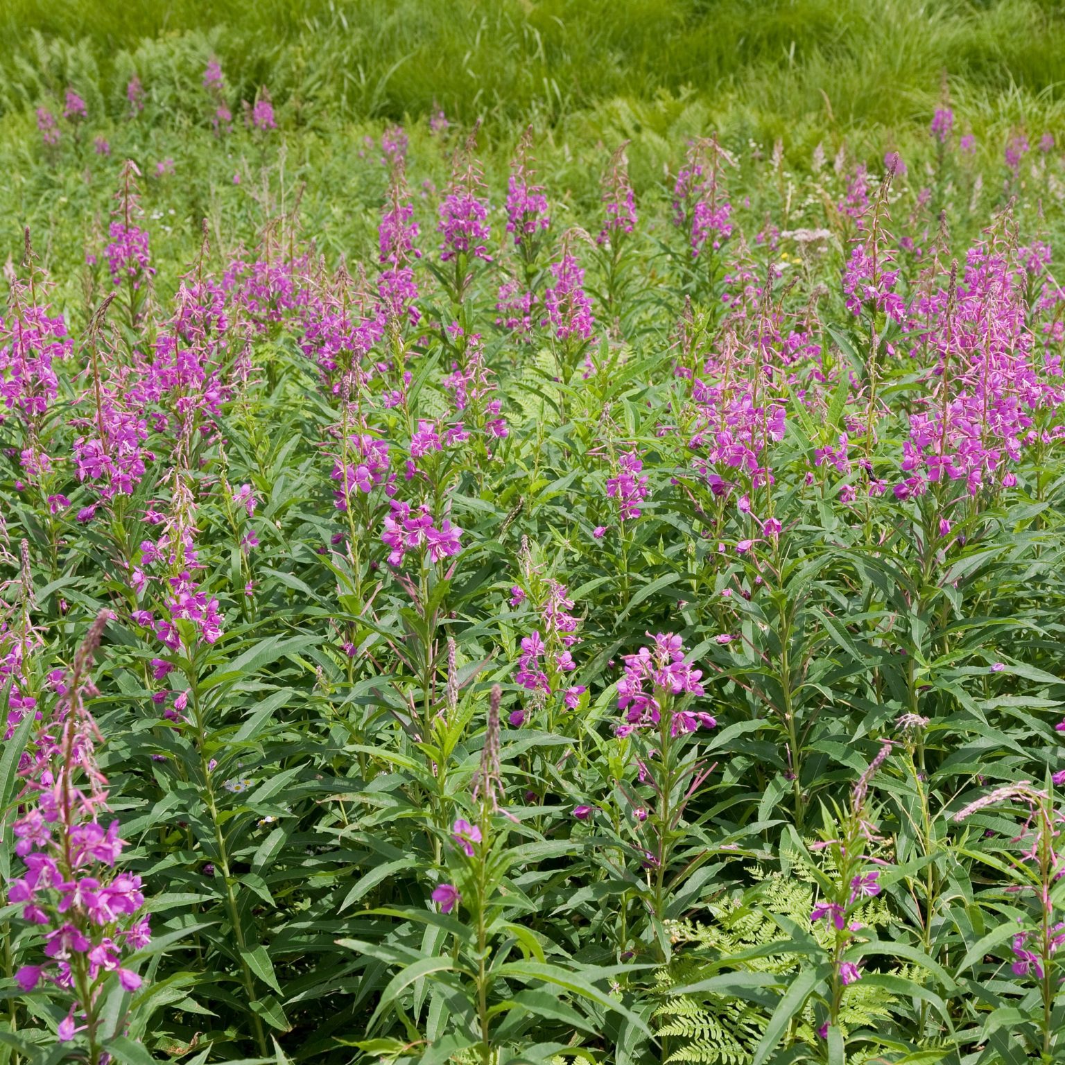 Epilobium angustifolium - Multiplants