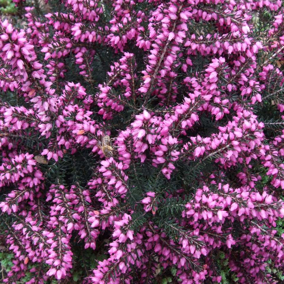 Erica darleyensis 'Kramer's Red' - Multiplants