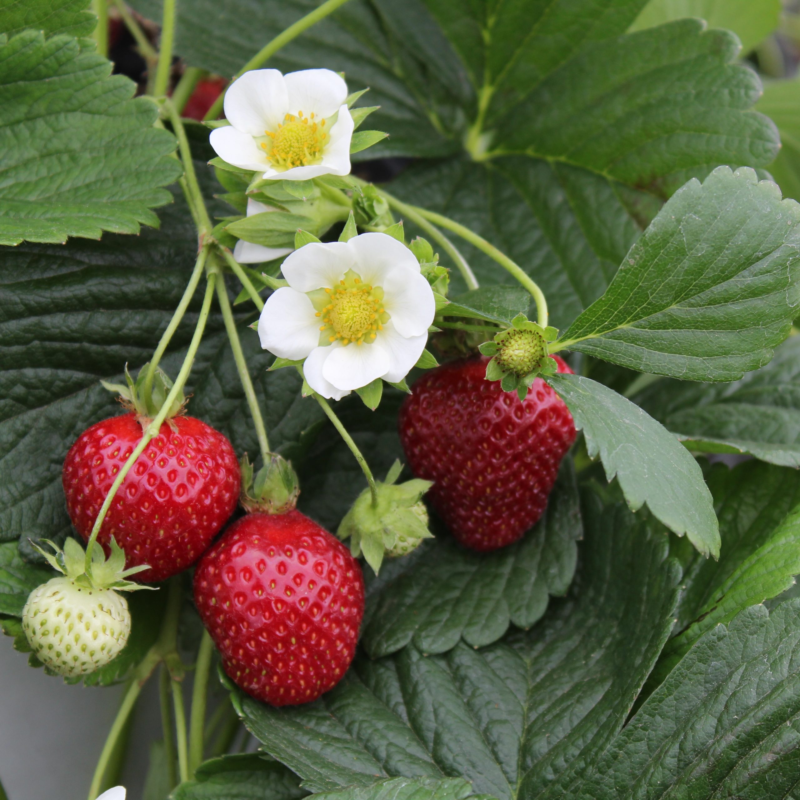 Fragaria 'Seascape' - Multiplants