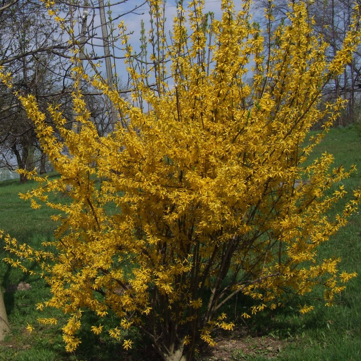 Forsythia 'Golden Tide' - Multiplants