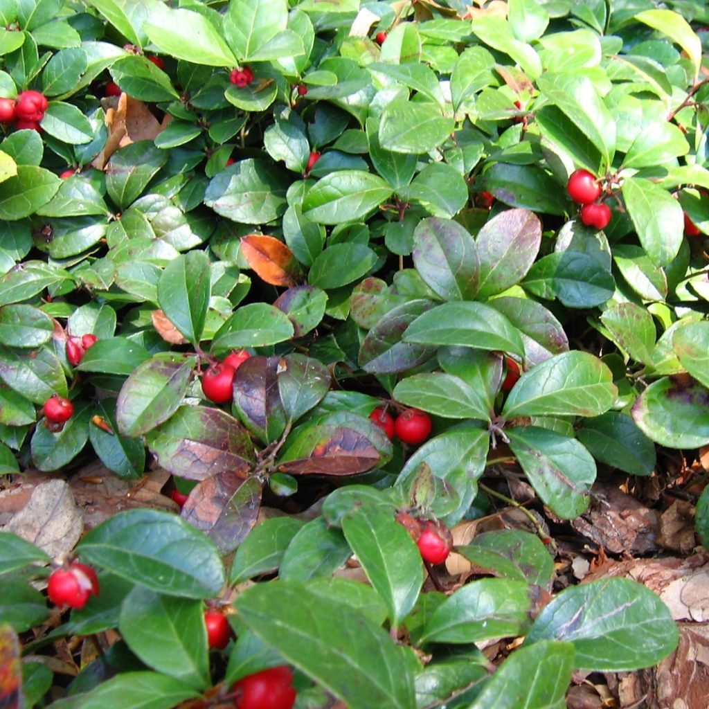 Gaultheria procumbens - Multiplants