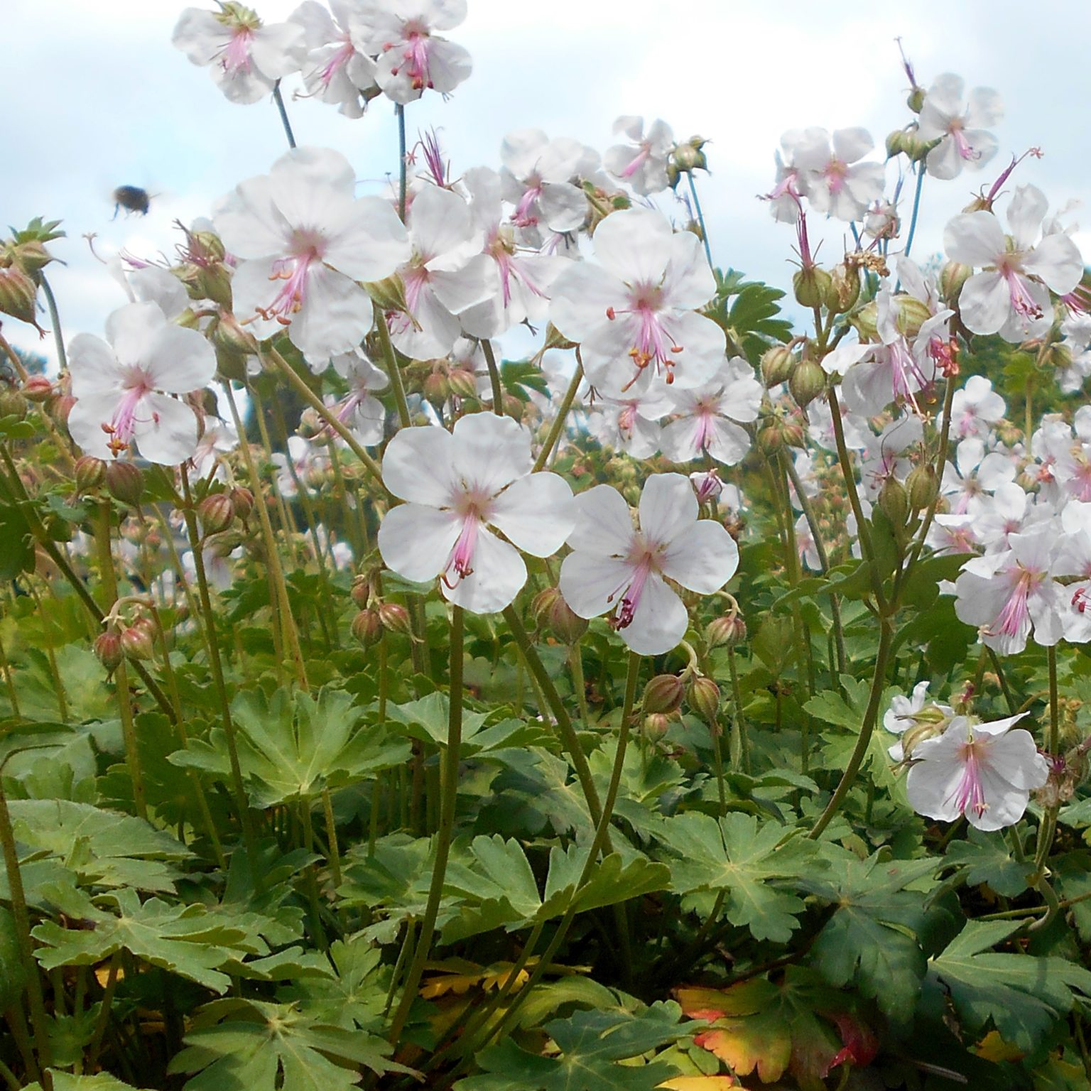 Geranium cantabrigiense 'Biokovo' - Multiplants