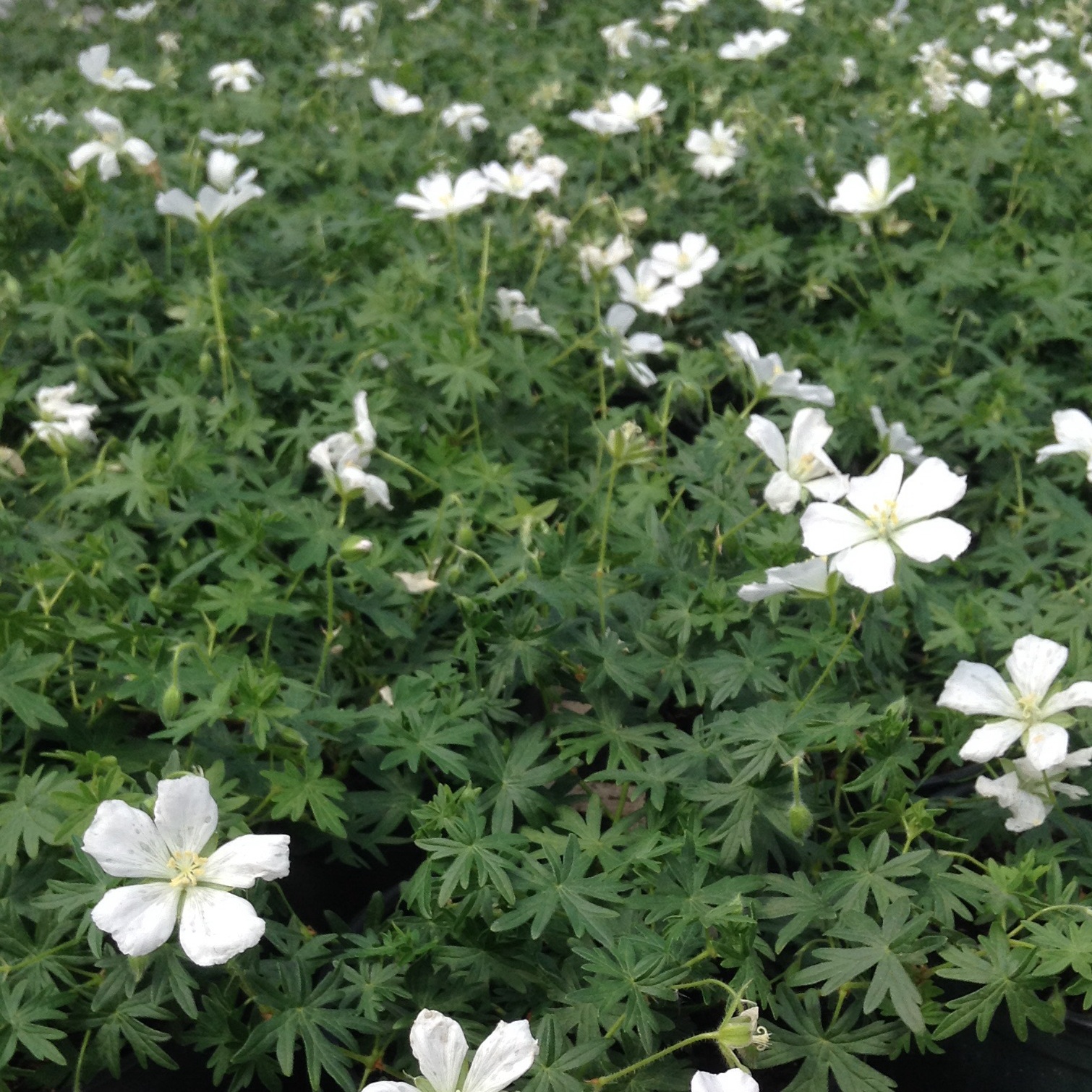 Geranium sanguineum 'Album' - Multiplants