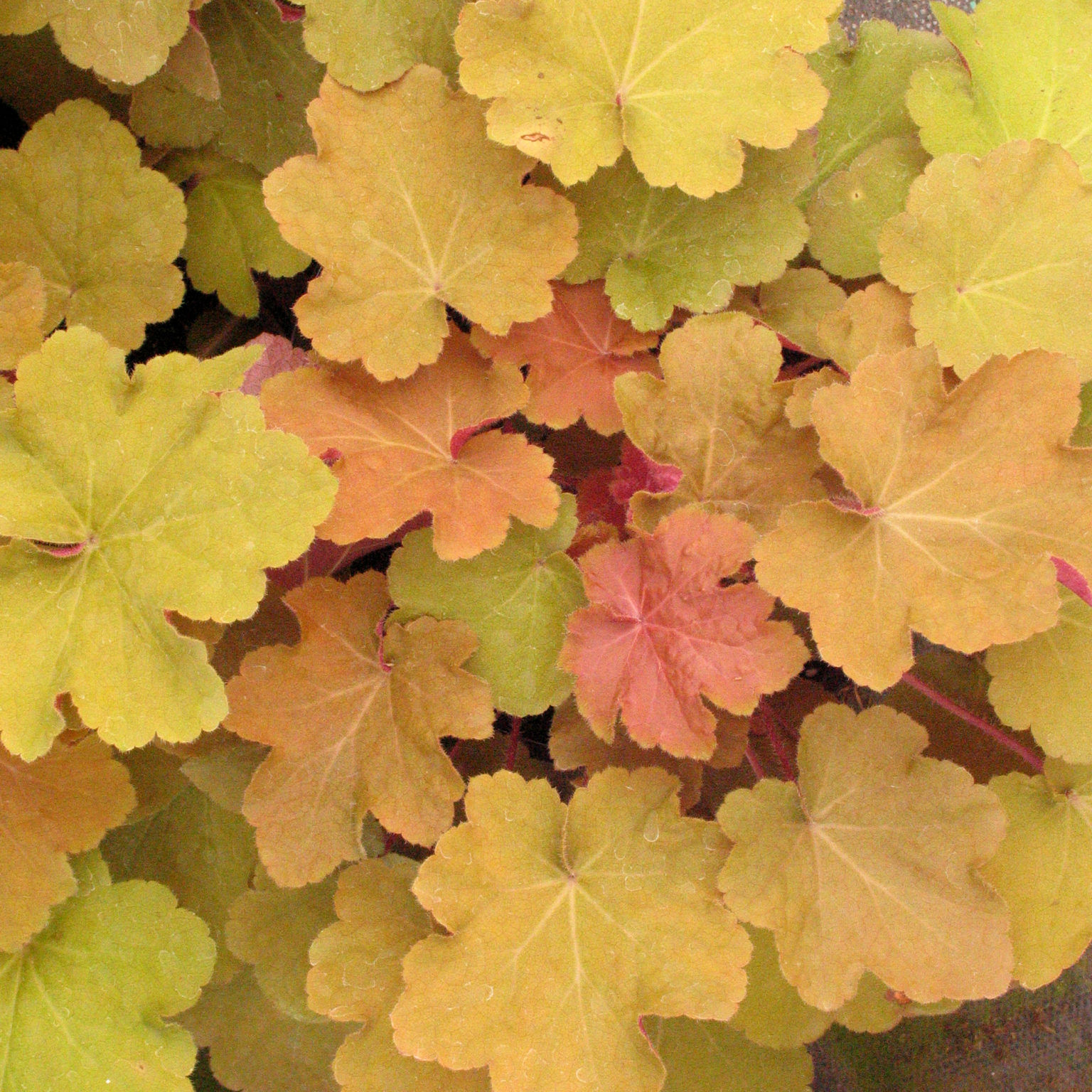 Heuchera 'Caramel' - Multiplants