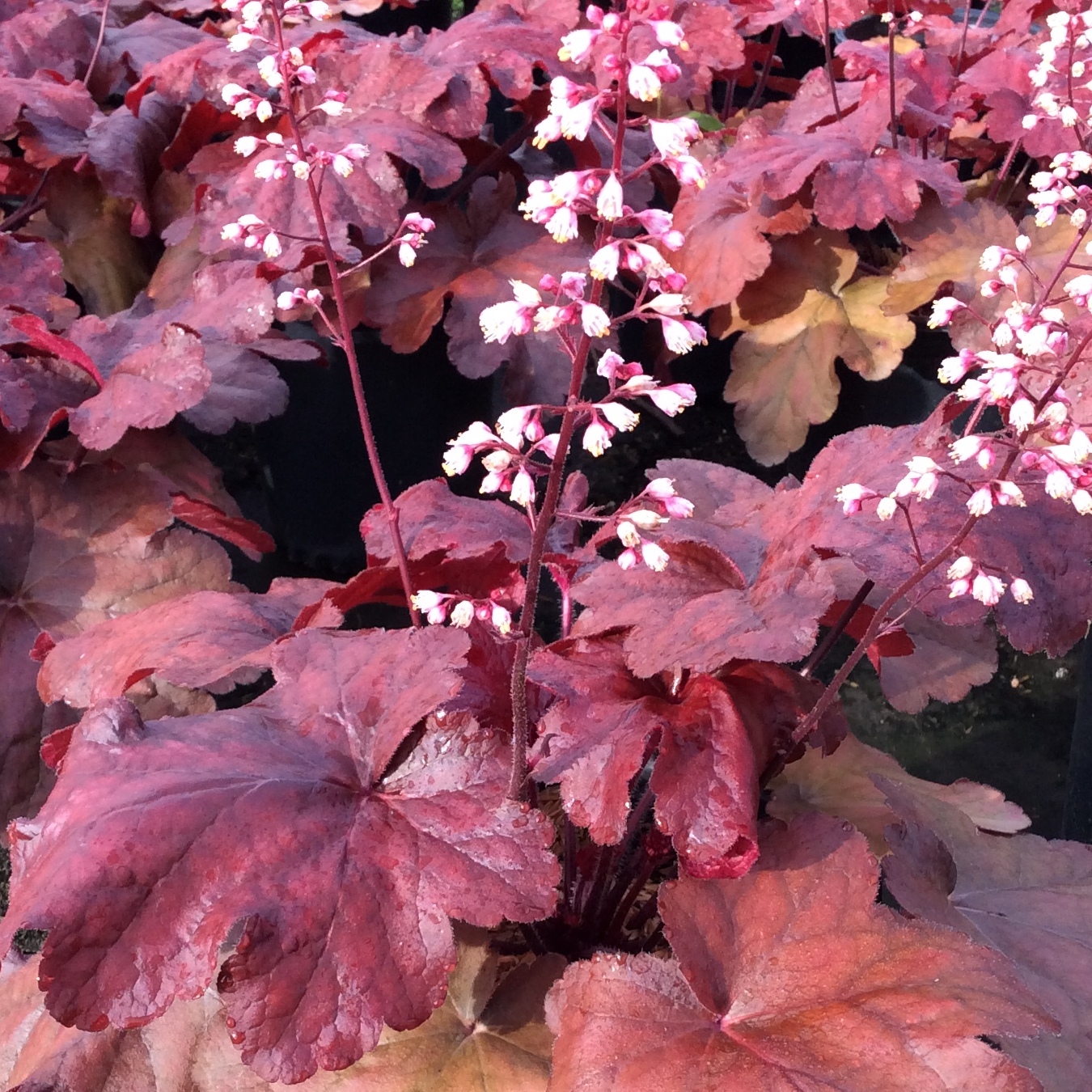 Heuchera 'Fire Alarm' - Multiplants