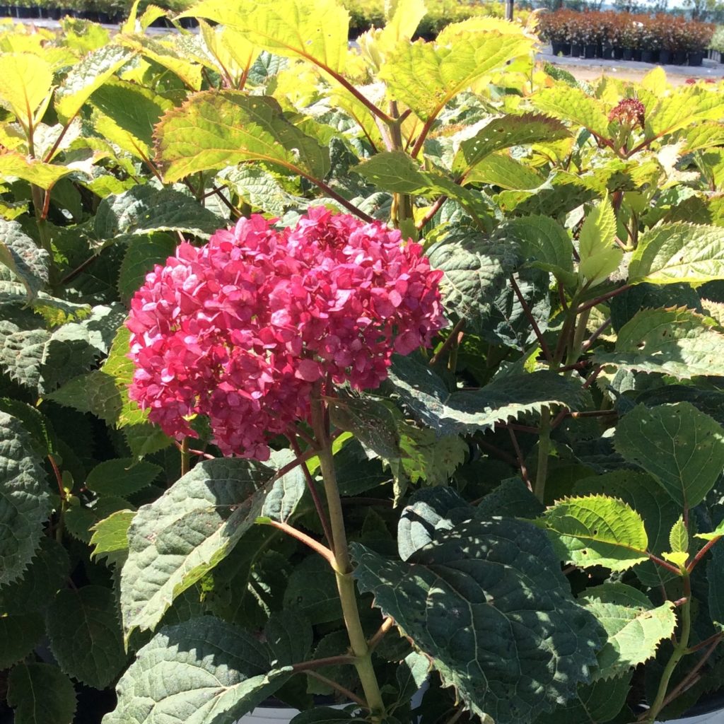 Hydrangea arborescens 'Invincibelle Mini Mauvette' - Multiplants