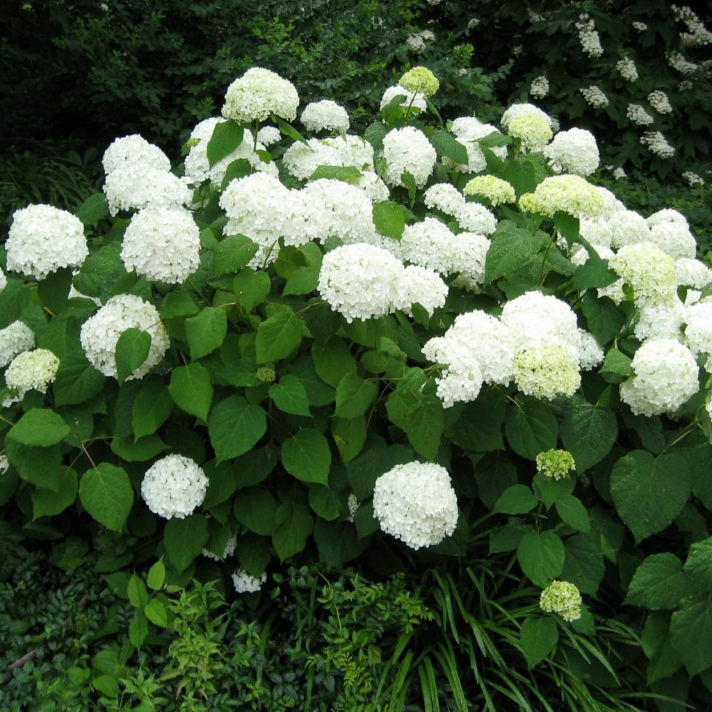 Hydrangea arborescens 'Snowhill' - Multiplants