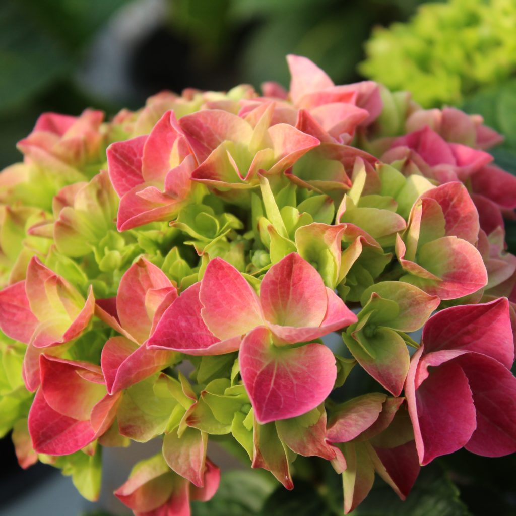Symphoricarpos doorenbosii 'Pinky Promise' - Multiplants