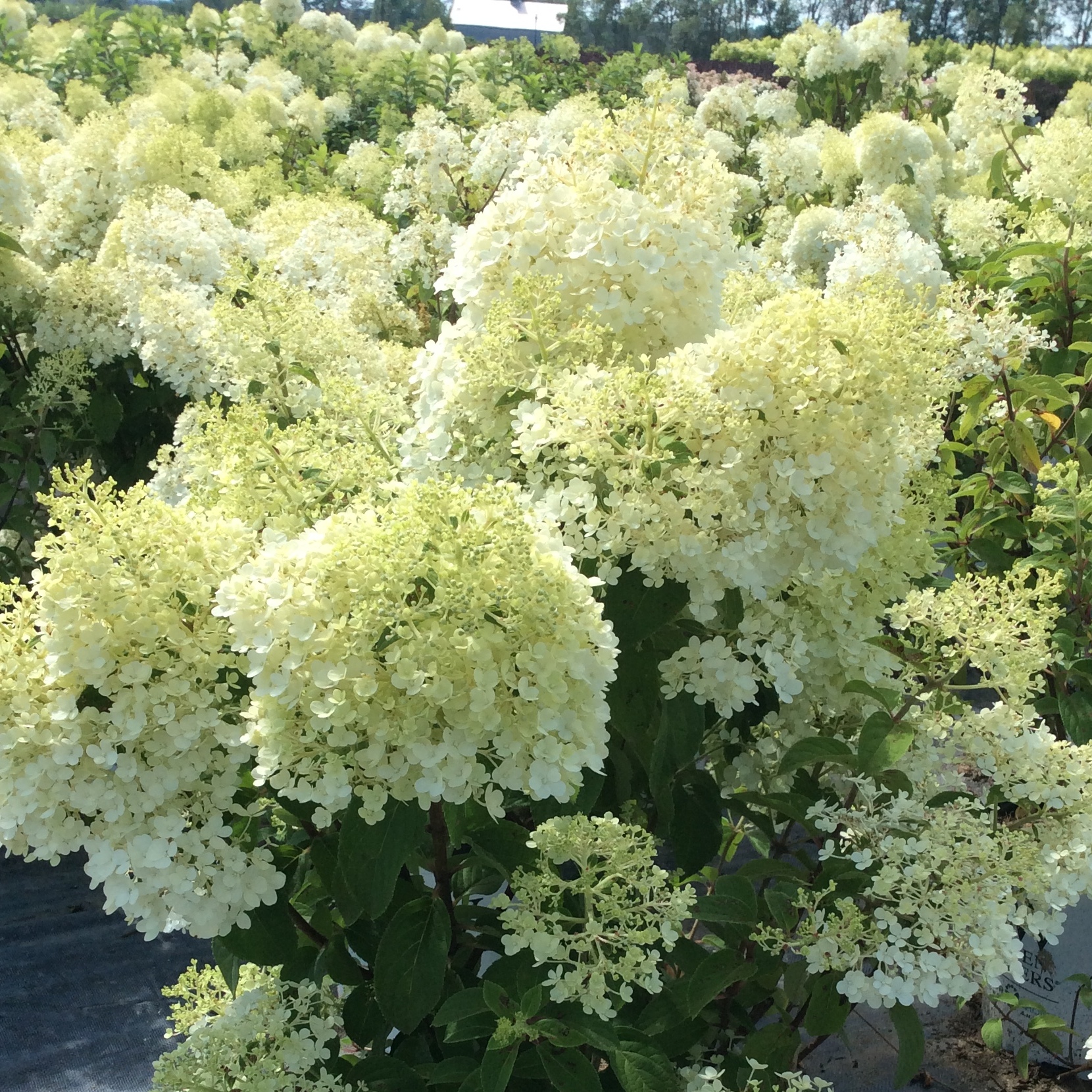 Hydrangea paniculata ‘Bobo’ – Multiplants