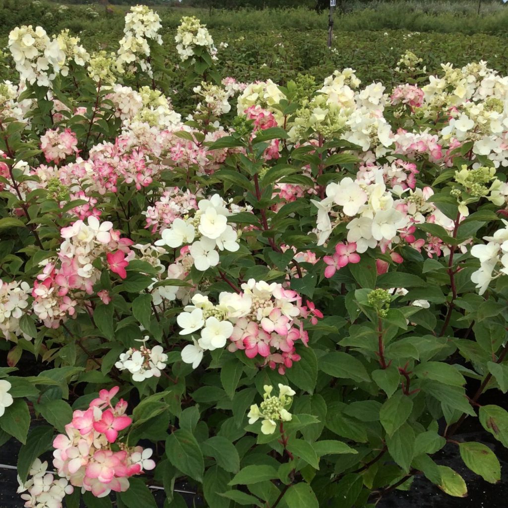 Hydrangea paniculata ‘Diamant Rouge’ – Multiplants