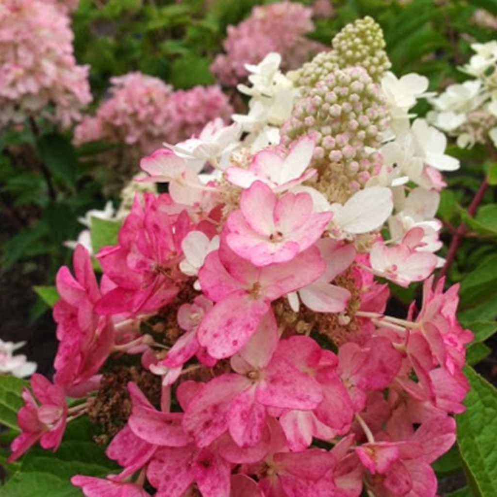 Hydrangea paniculata 'Phantom' - Multiplants