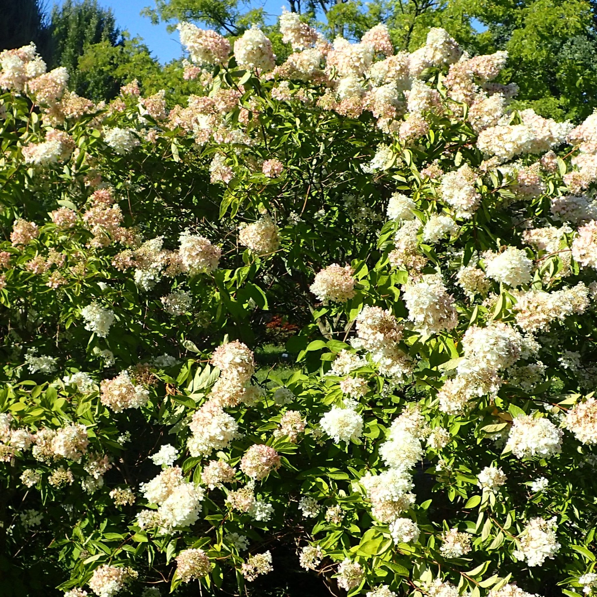 Hydrangea paniculata 'Grandiflora' - Multiplants