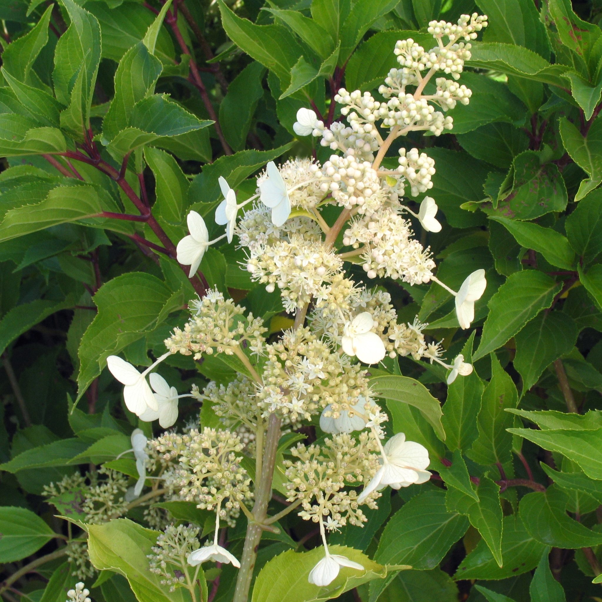 Hydrangea paniculata 'Kyushu' - Multiplants
