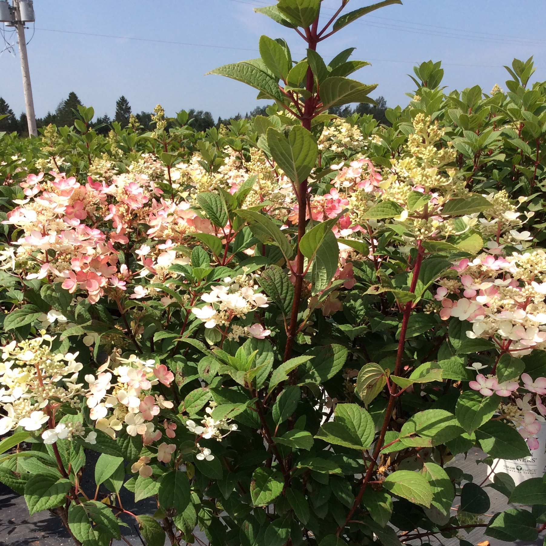 Hydrangea paniculata 'Little Quick Fire' - Multiplants