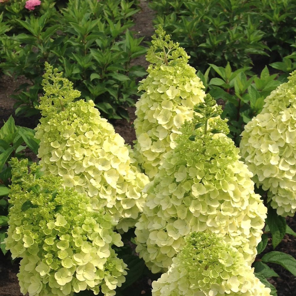 Hydrangea paniculata 'Moonrock' - Multiplants