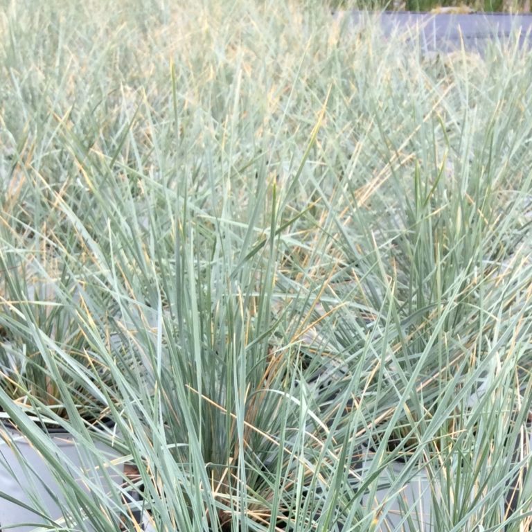 Helictotrichon sempervirens - Multiplants