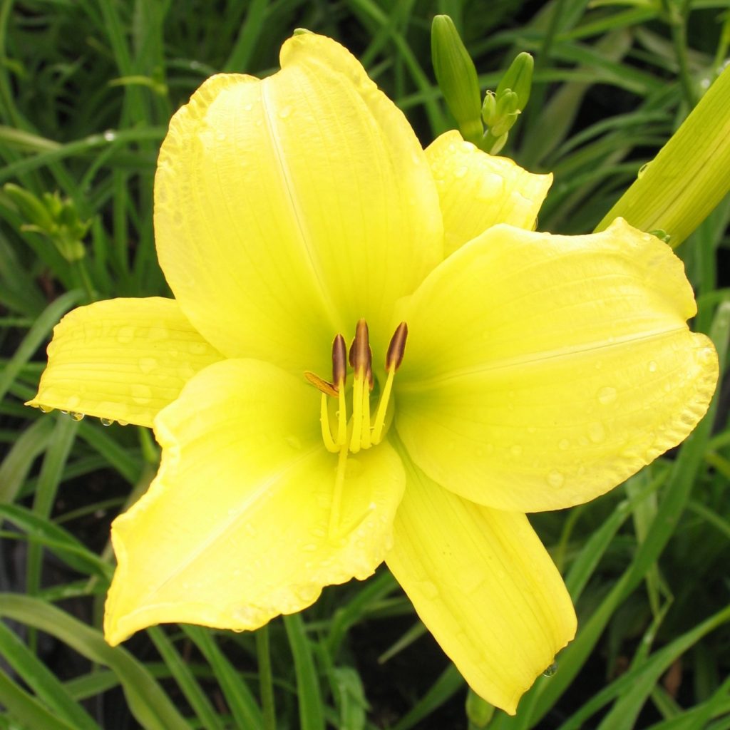 Lilium asiatic 'Orange Matrix' - Multiplants