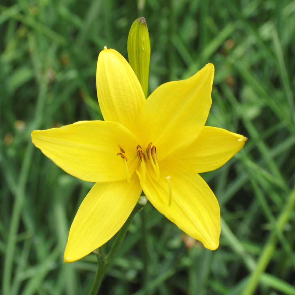 Hemerocallis 'Flava' - Multiplants