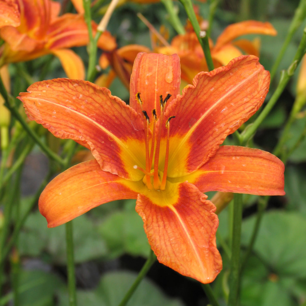 Hemerocallis fulva - Multiplants