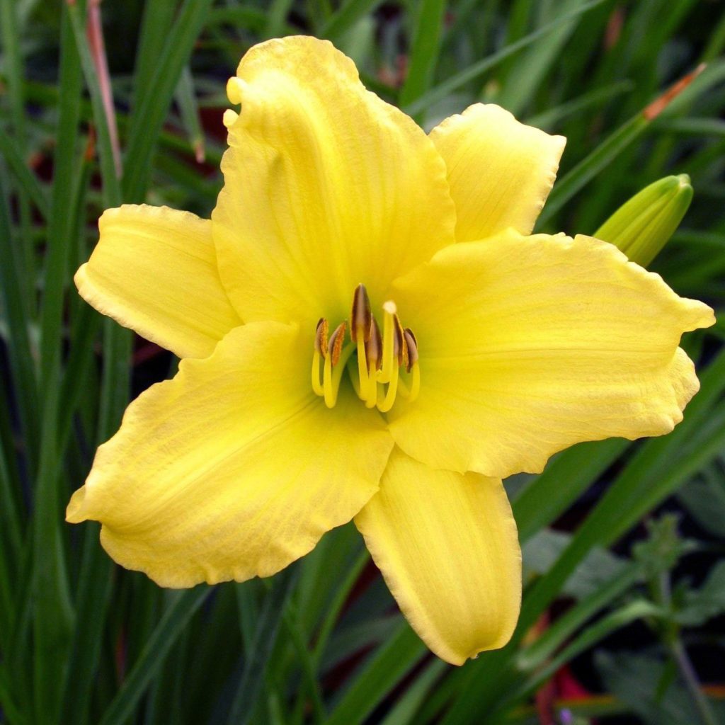 Hemerocallis Moon Traveler Multiplants hemerocallis-moon-traveler-multiplants