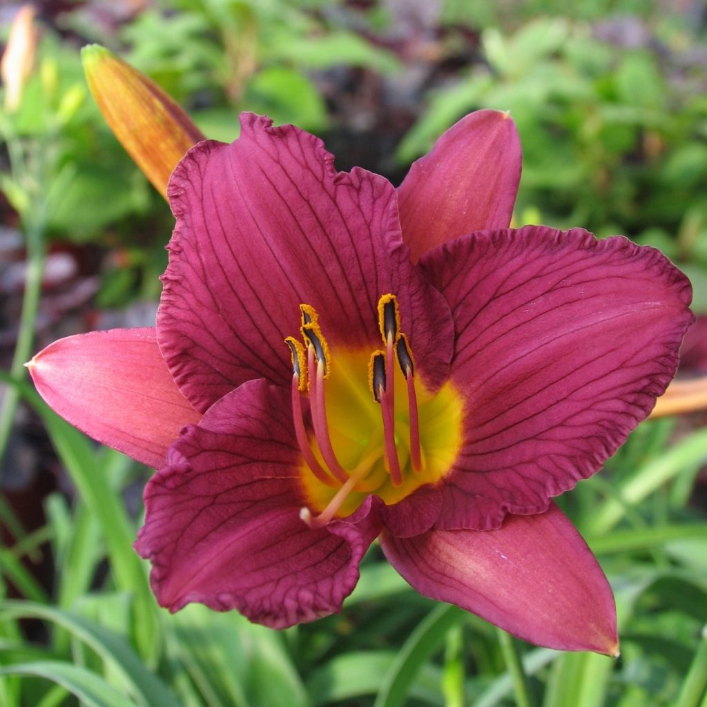 Hemerocallis 'Purple d' Oro' - Multiplants