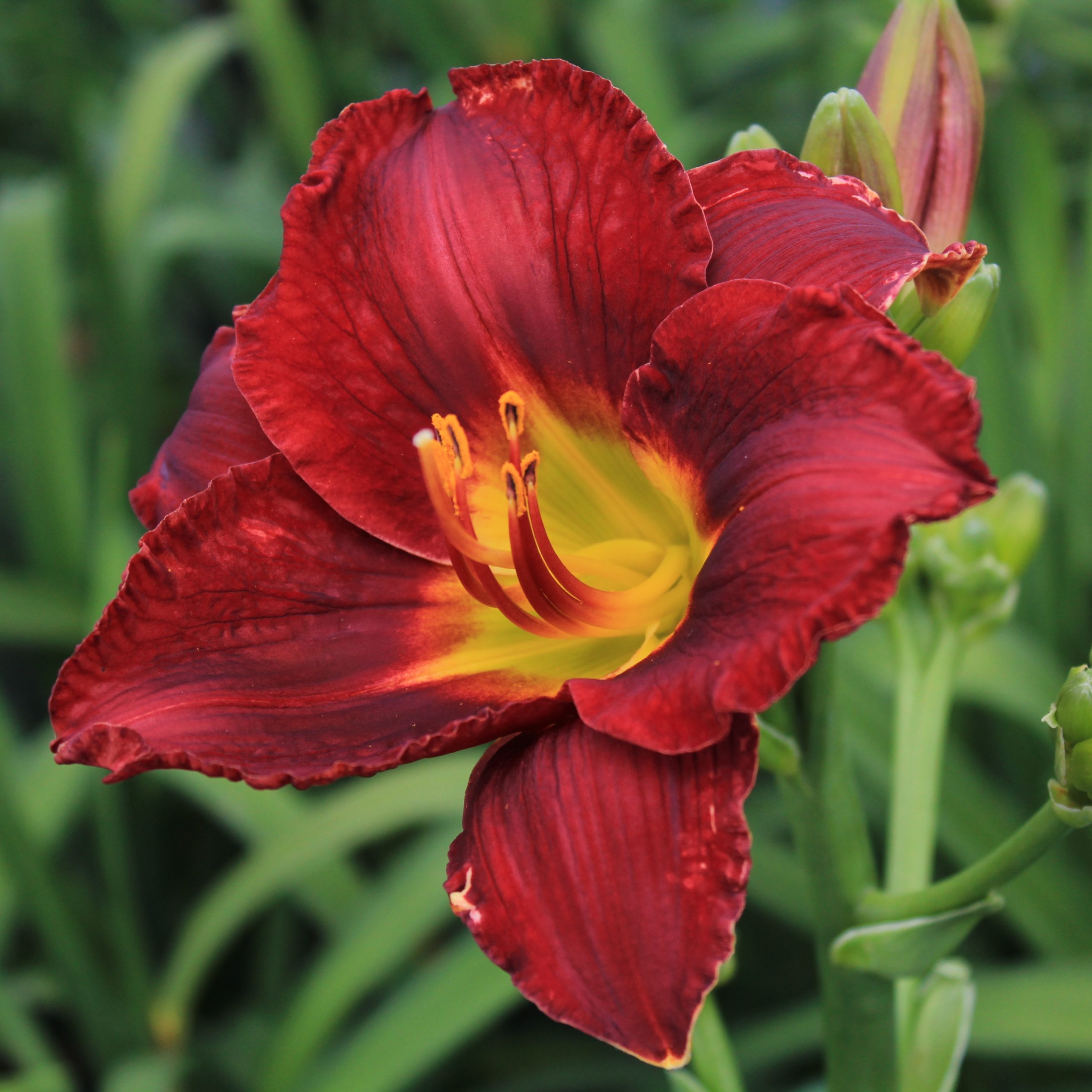 Hemerocallis 'Ruby Sentinel' - Multiplants