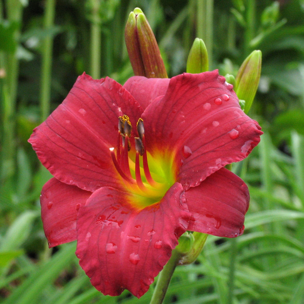 Hemerocallis 'Ruby Stella' - Multiplants