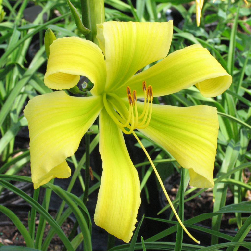 Hemerocallis 'Spider Miracle' - Multiplants