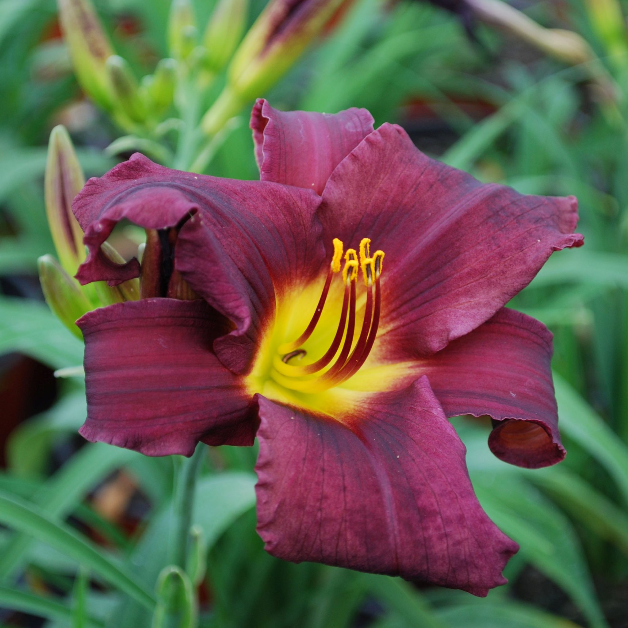 Hemerocallis 'Stella in Purple' - Multiplants