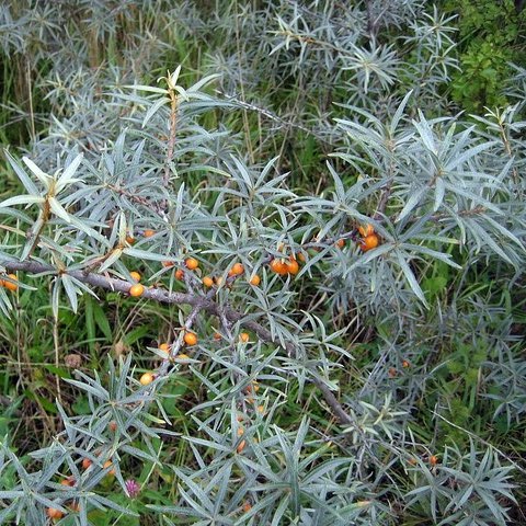 Hippophae rhamnoides - Multiplants