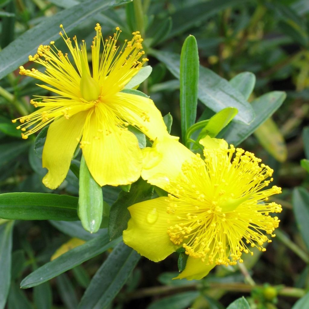 Hypericum 'Blue Velvet' - Multiplants