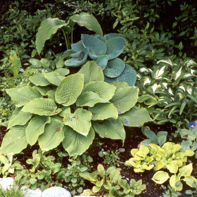 Assorted Hosta - Multiplants