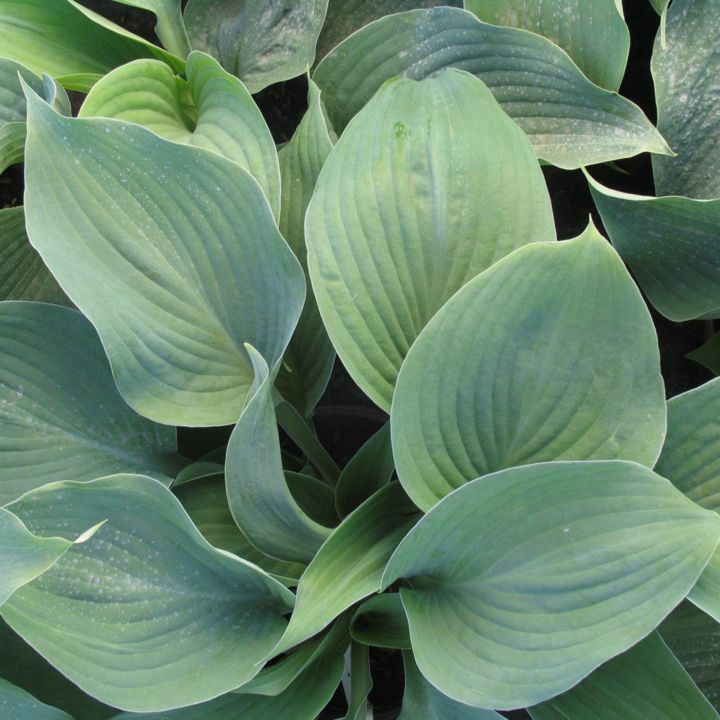 Hosta 'Blue Angel' - Multiplants