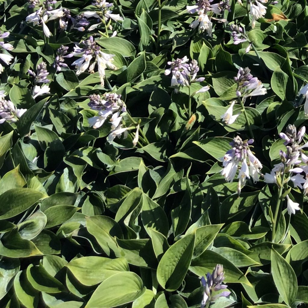 Hosta ‘Blue Cadet’ – Multiplants