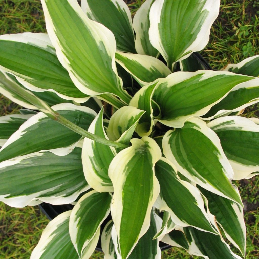 Hosta 'Patriot' - Multiplants