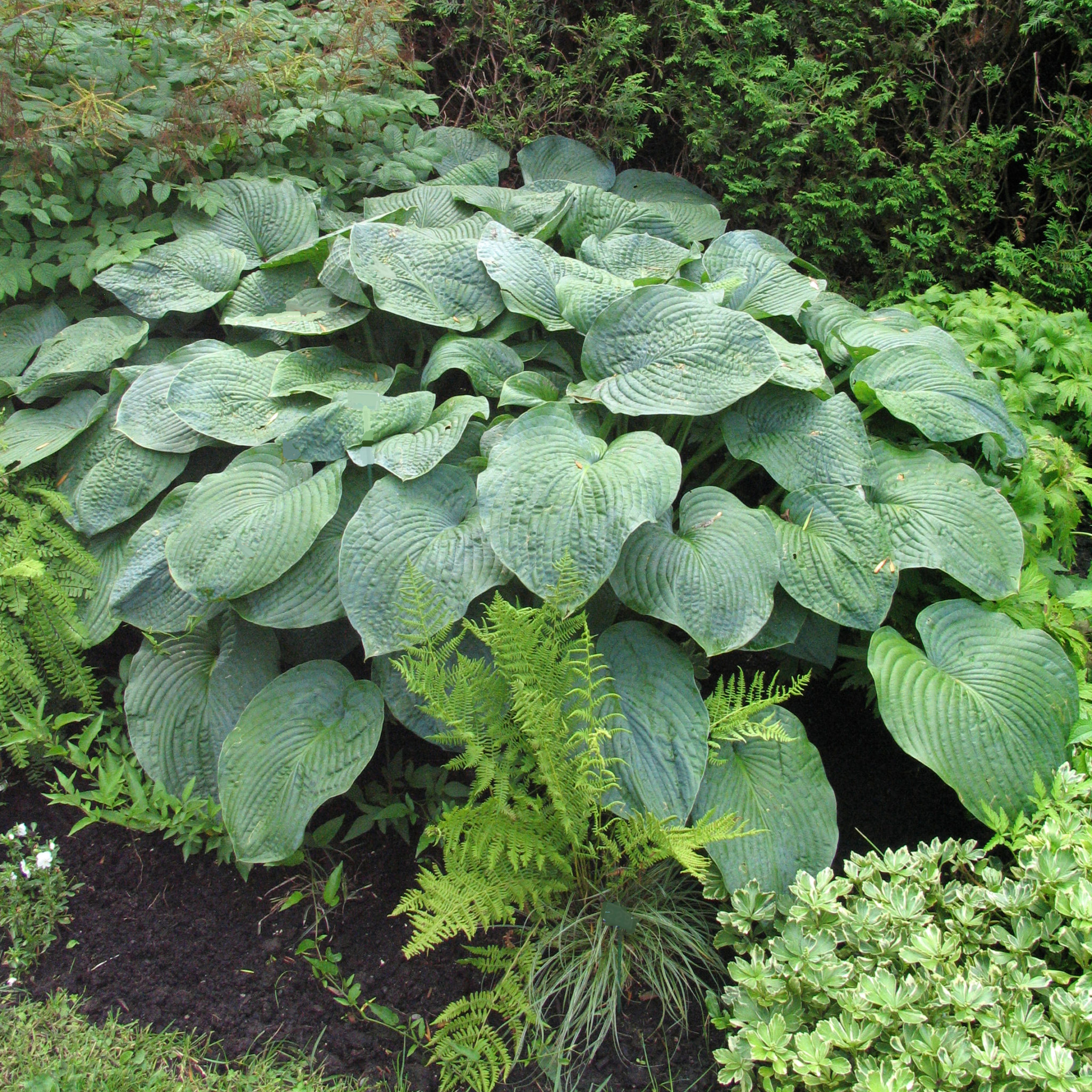 Hosta sieboldiana 'Elegans' - Multiplants
