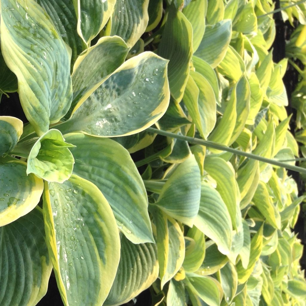 Hosta sieboldiana 'Frances Williams' - Multiplants