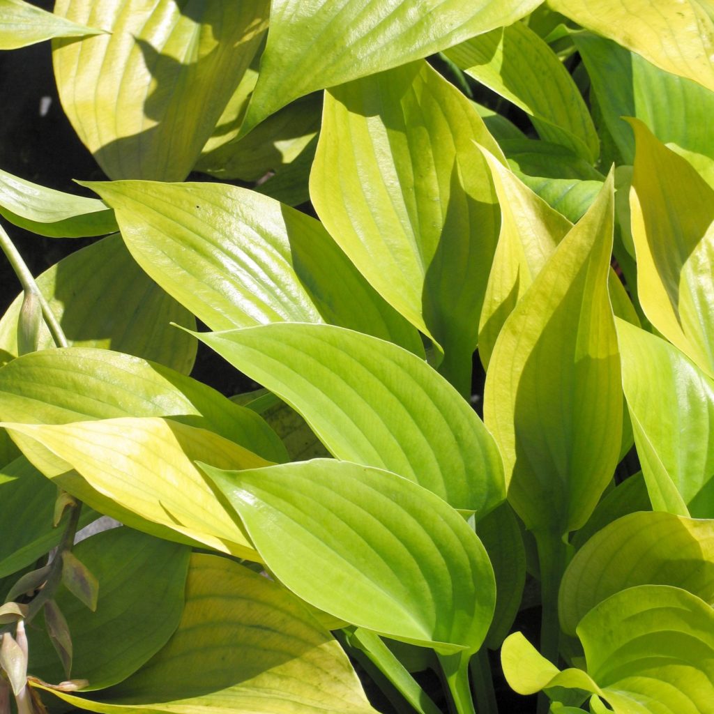 Hosta 'Sum and Substance' - Multiplants