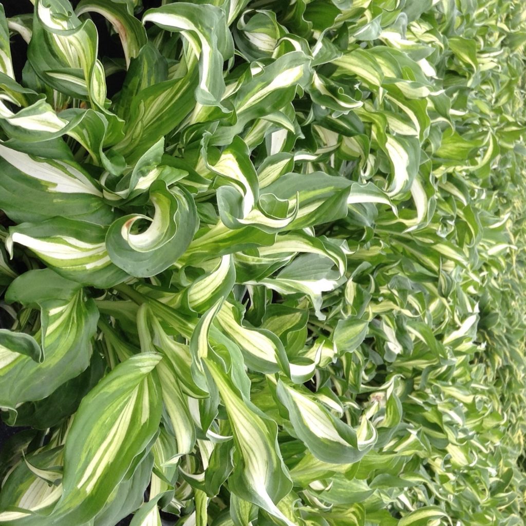 Hosta undulata 'Mediovariegata' - Multiplants