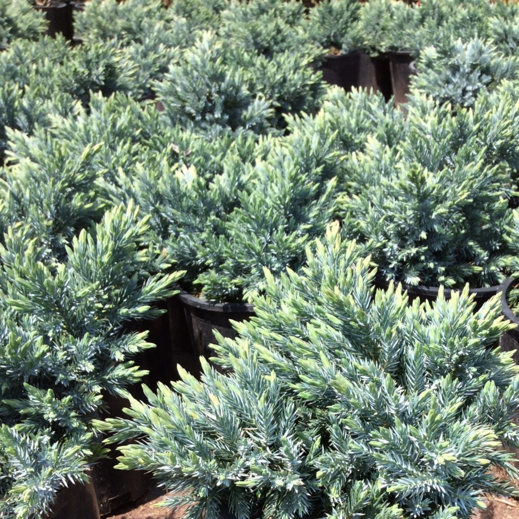Juniperus squamata 'Blue Star' - Multiplants