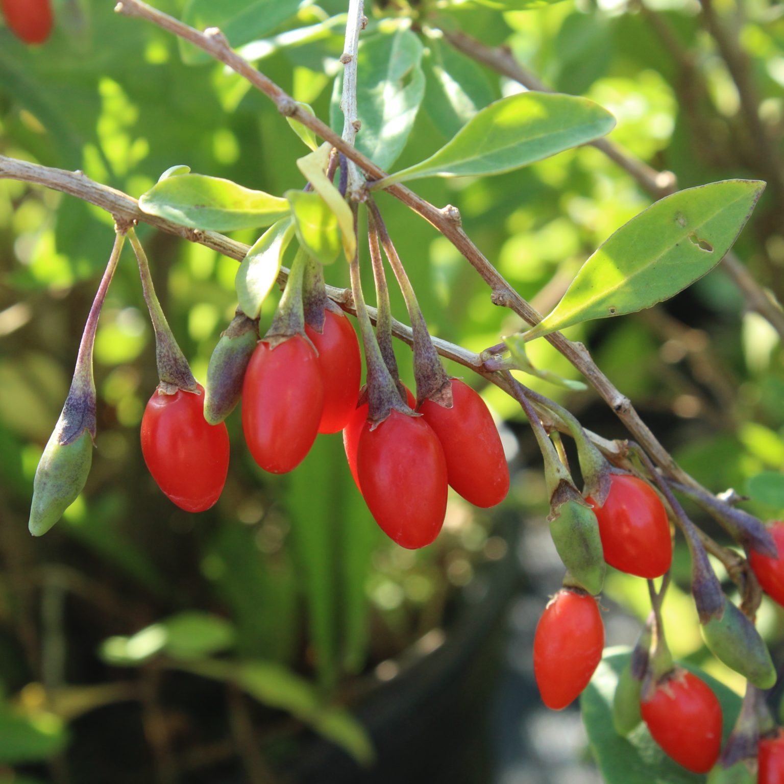 Lycium barbarum – Multiplants