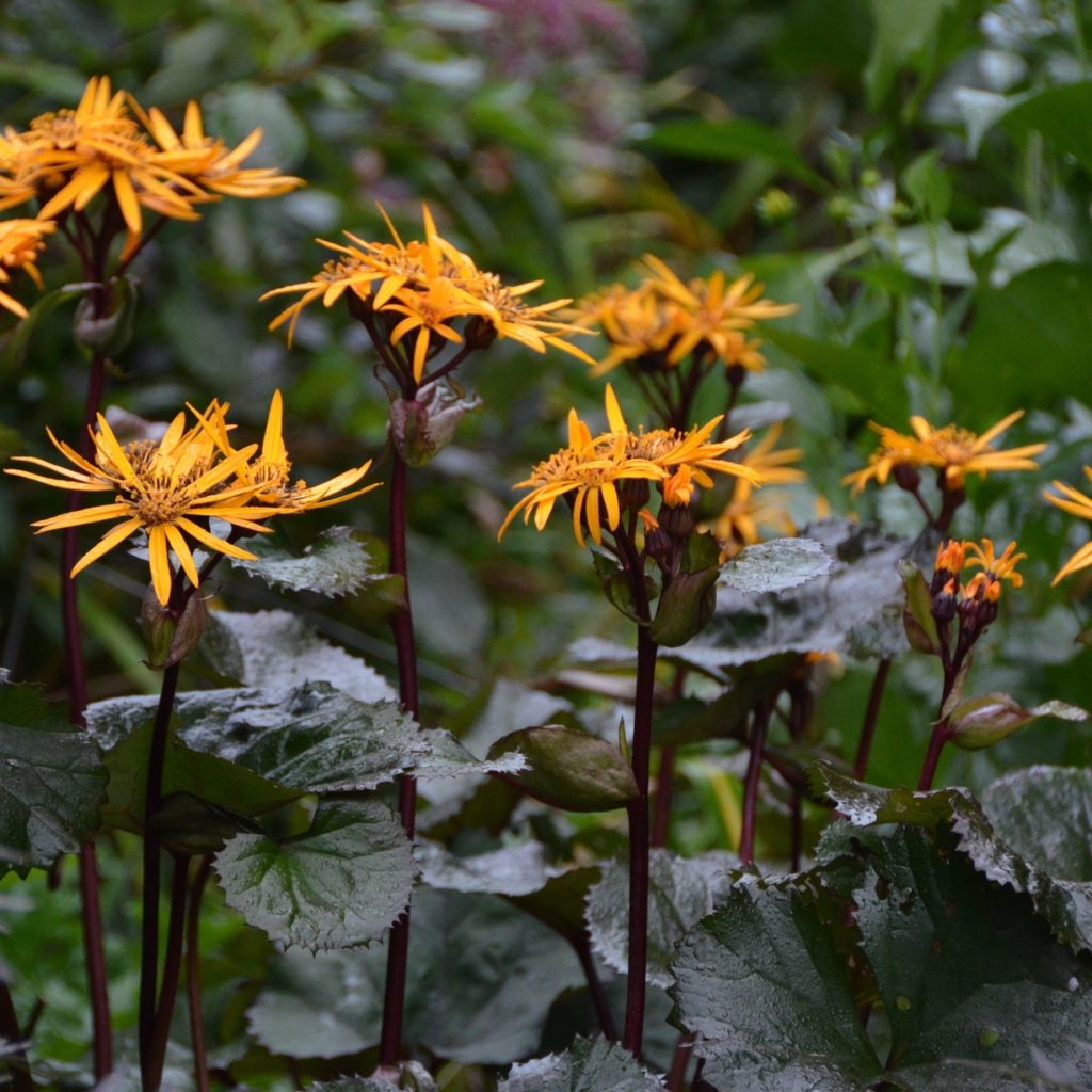 Ligularia dentata 'Othello' - Multiplants