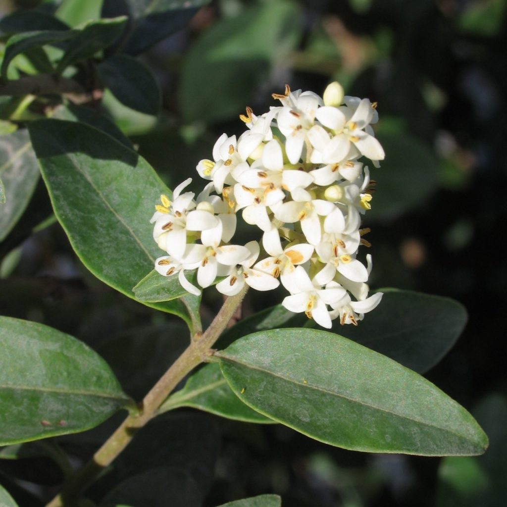 Cotoneaster acutifolius - Multiplants