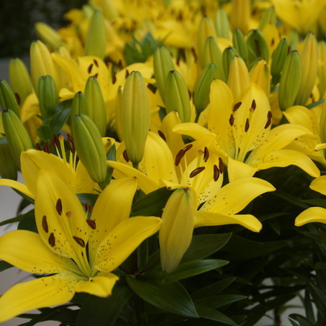 Lilium asiatic 'Golden Matrix' - Multiplants
