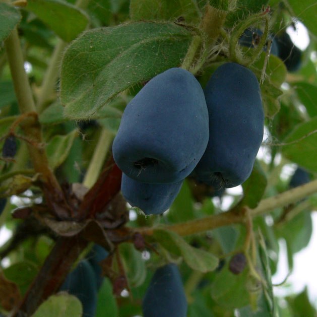 Vitis 'Beta' - Multiplants