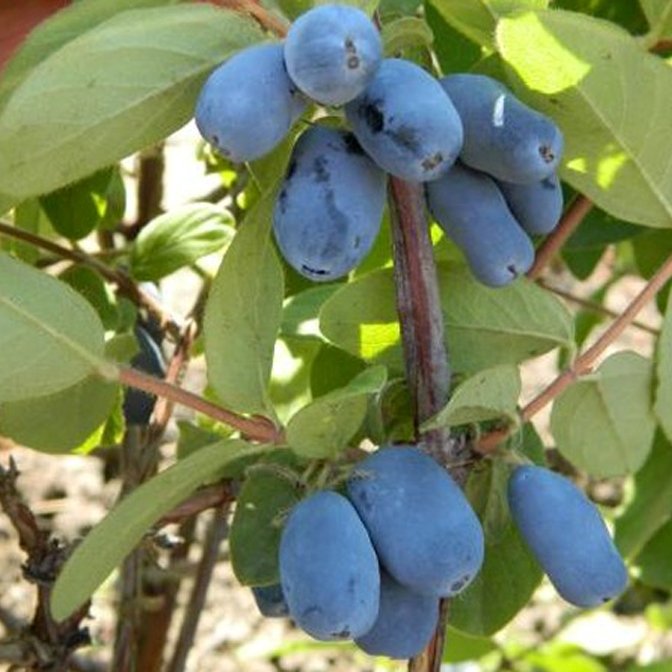 Lonicera edulis 'Tundra' - Multiplants